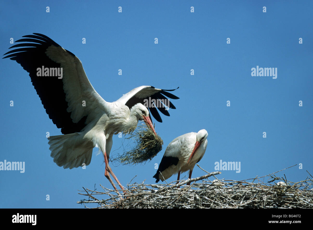 white stork, with grass for nest-building , ciconia ciconia Stock Photo ...