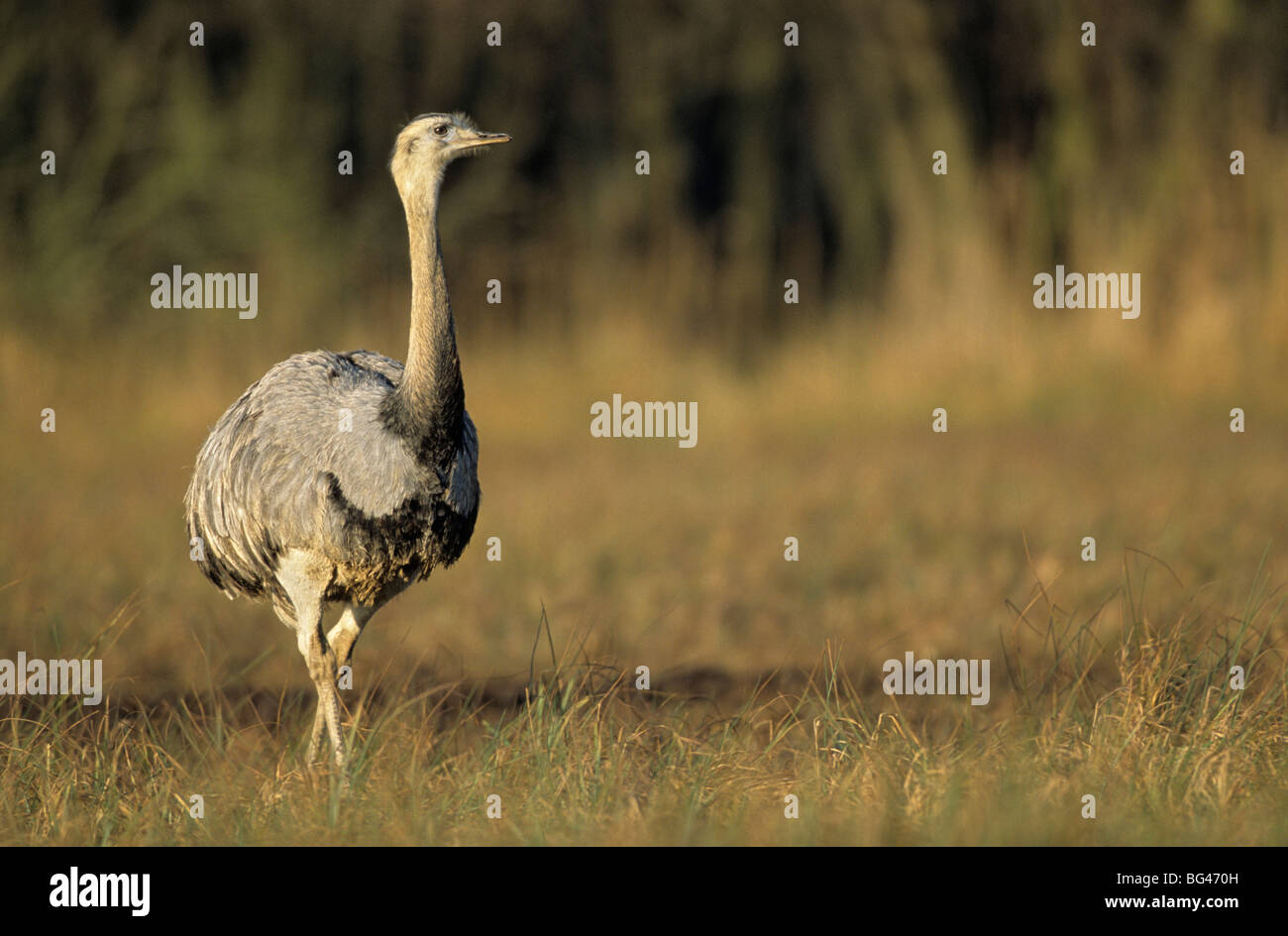 Greater rhea rhea americana rheidae hi-res stock photography and images ...