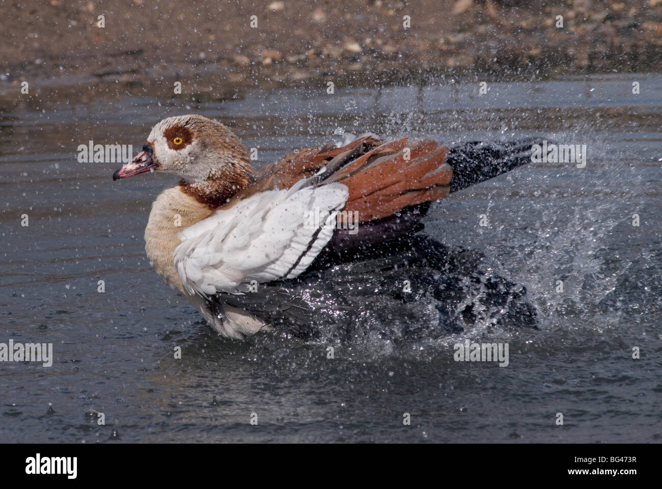 Egyptian Goose (alopochen aegyptiacus Stock Photo - Alamy