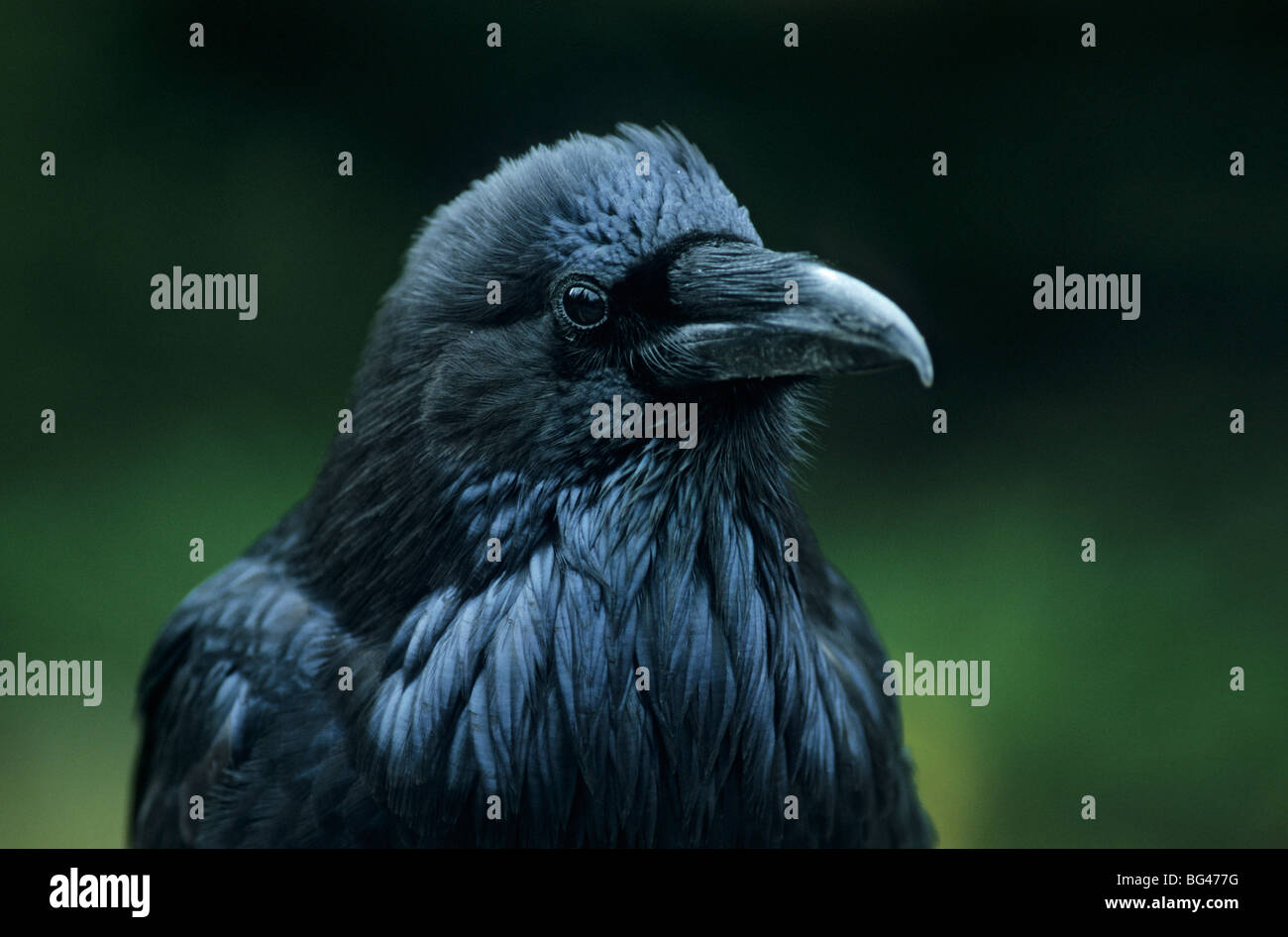 raven, portrait , corvus corax Stock Photo - Alamy