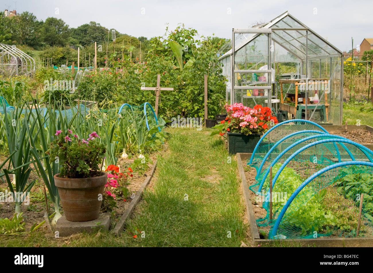 Allotment plots showing greenhouses, raised beds and netting protecting ...