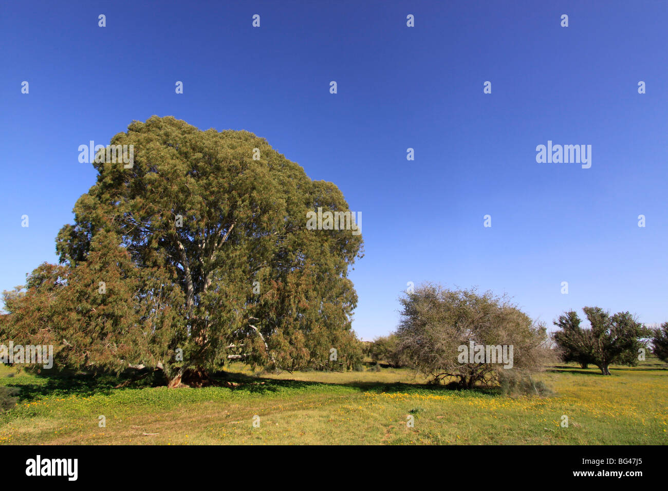 Israel, Coastal Plain, Eucalyptus tree in Wadi Hatzav Stock Photo - Alamy