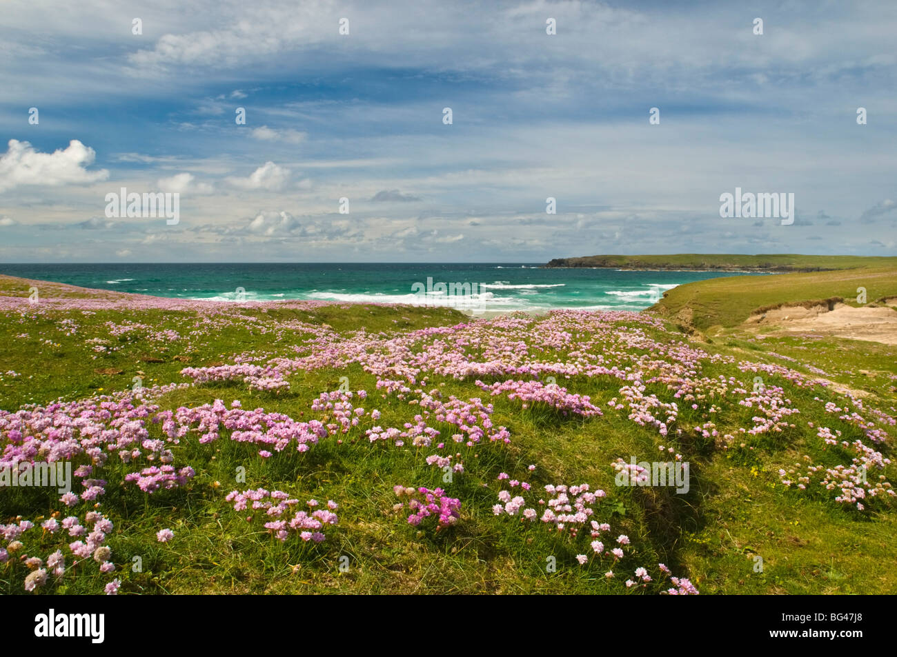 Wild flowers scotland coast hi-res stock photography and images - Alamy
