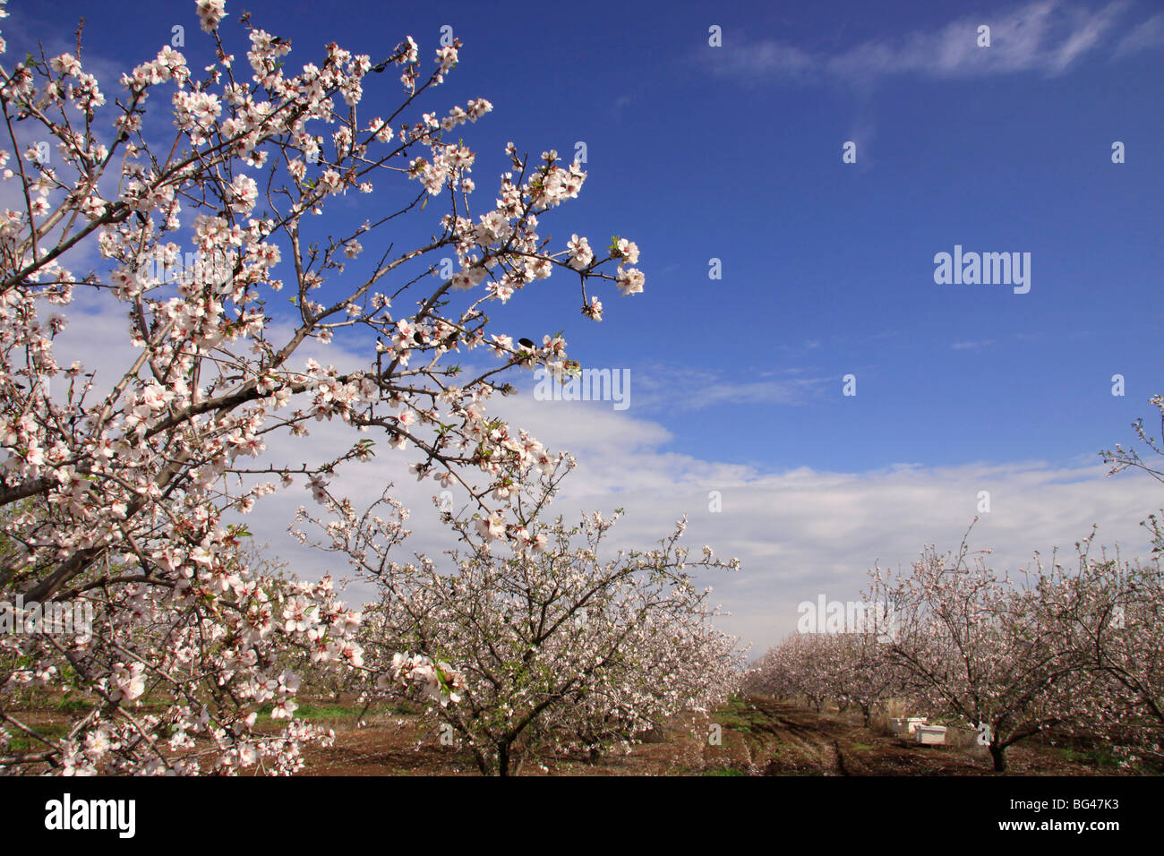 Israel, Almond trees in the Lower Galilee Stock Photo - Alamy