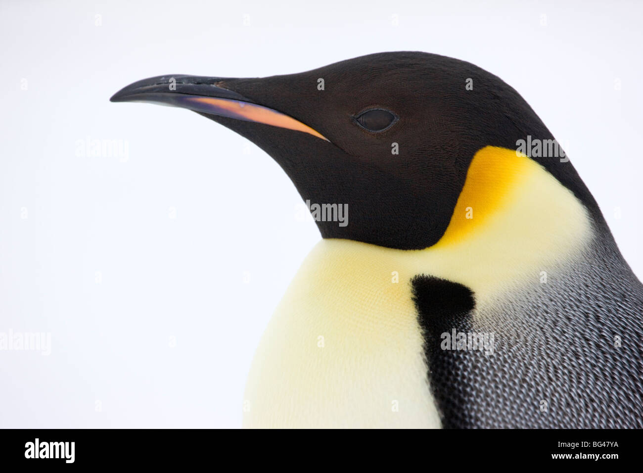 Emperor penguin head hi-res stock photography and images - Alamy