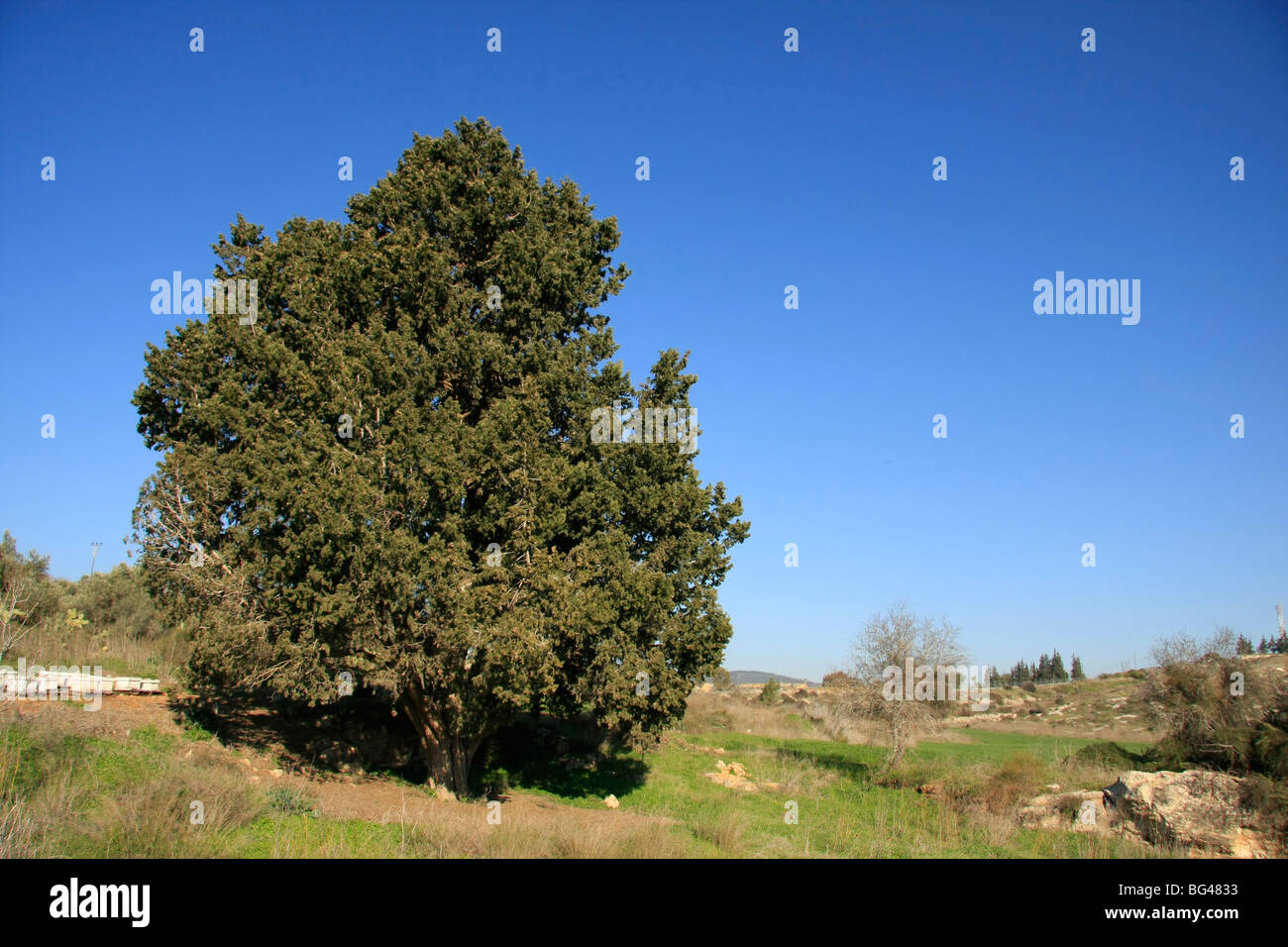 Israel, Lower Galilee, Cypress tree (Cupressus sempervirens) in Ilania ...