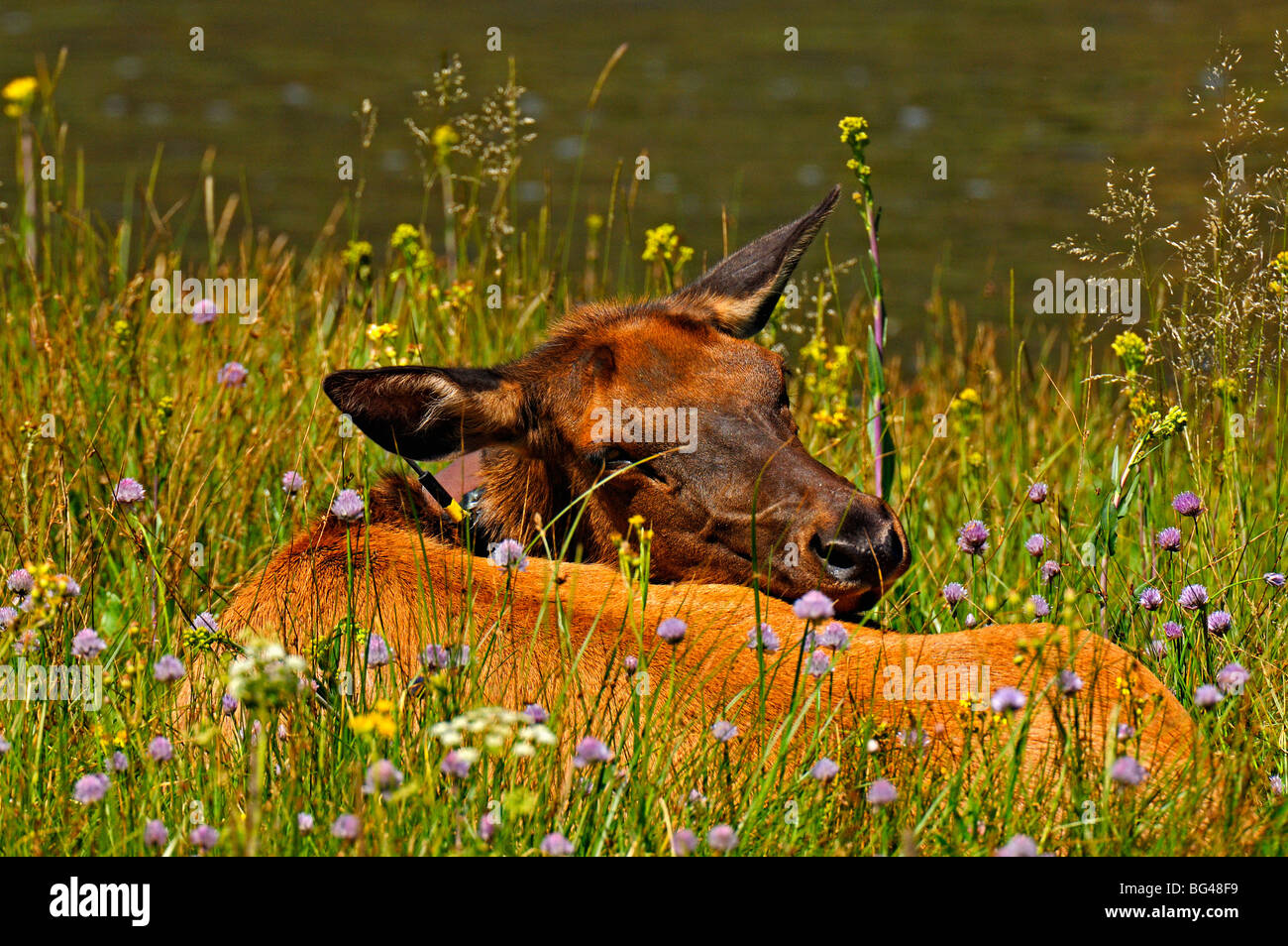 Collared elk hi-res stock photography and images - Alamy