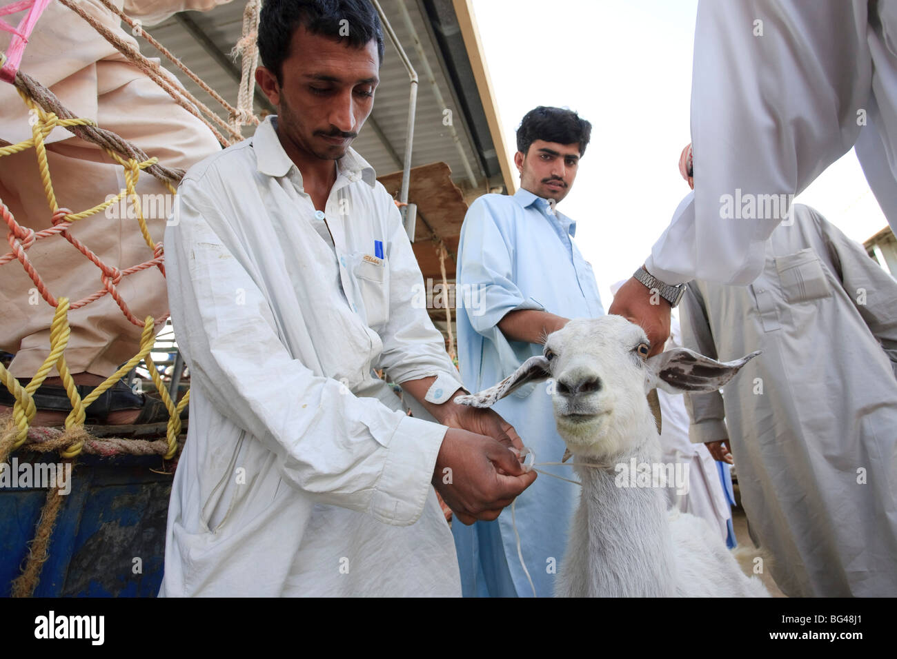 United Arab Emirates, Al Ain, livestock market Stock Photo - Alamy