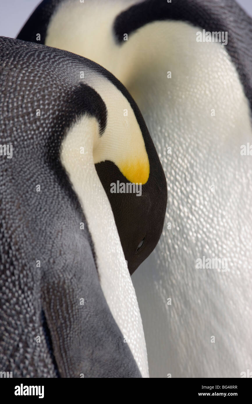 Emperor penguin aptenodytes forsteri adults hi-res stock photography ...