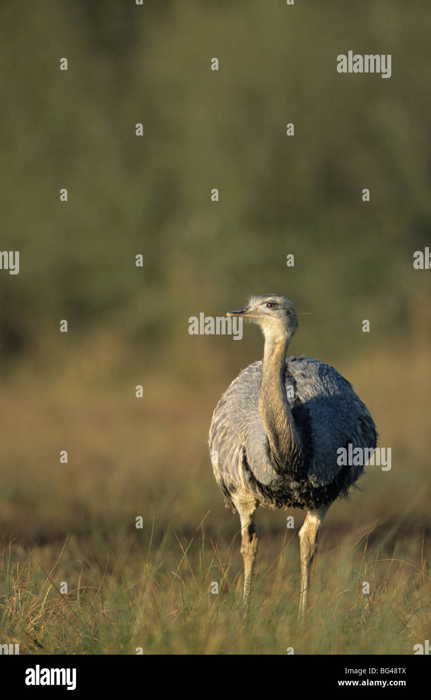 american rhea , rhea americana Stock Photo - Alamy