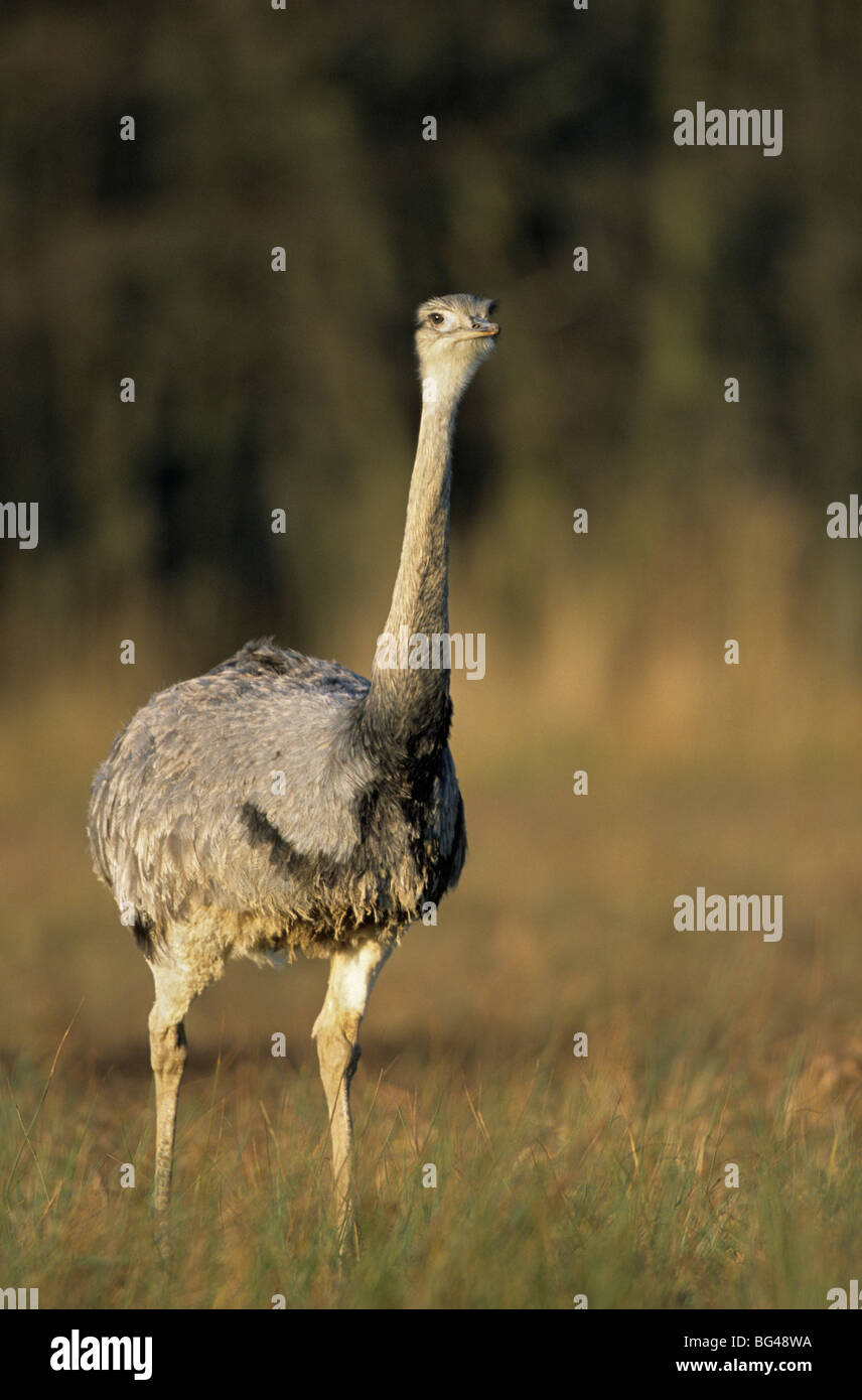 american rhea , rhea americana Stock Photo - Alamy