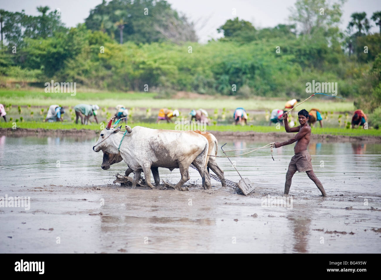 Farmer using cattle to plough rice paddy, rice planters in background ...