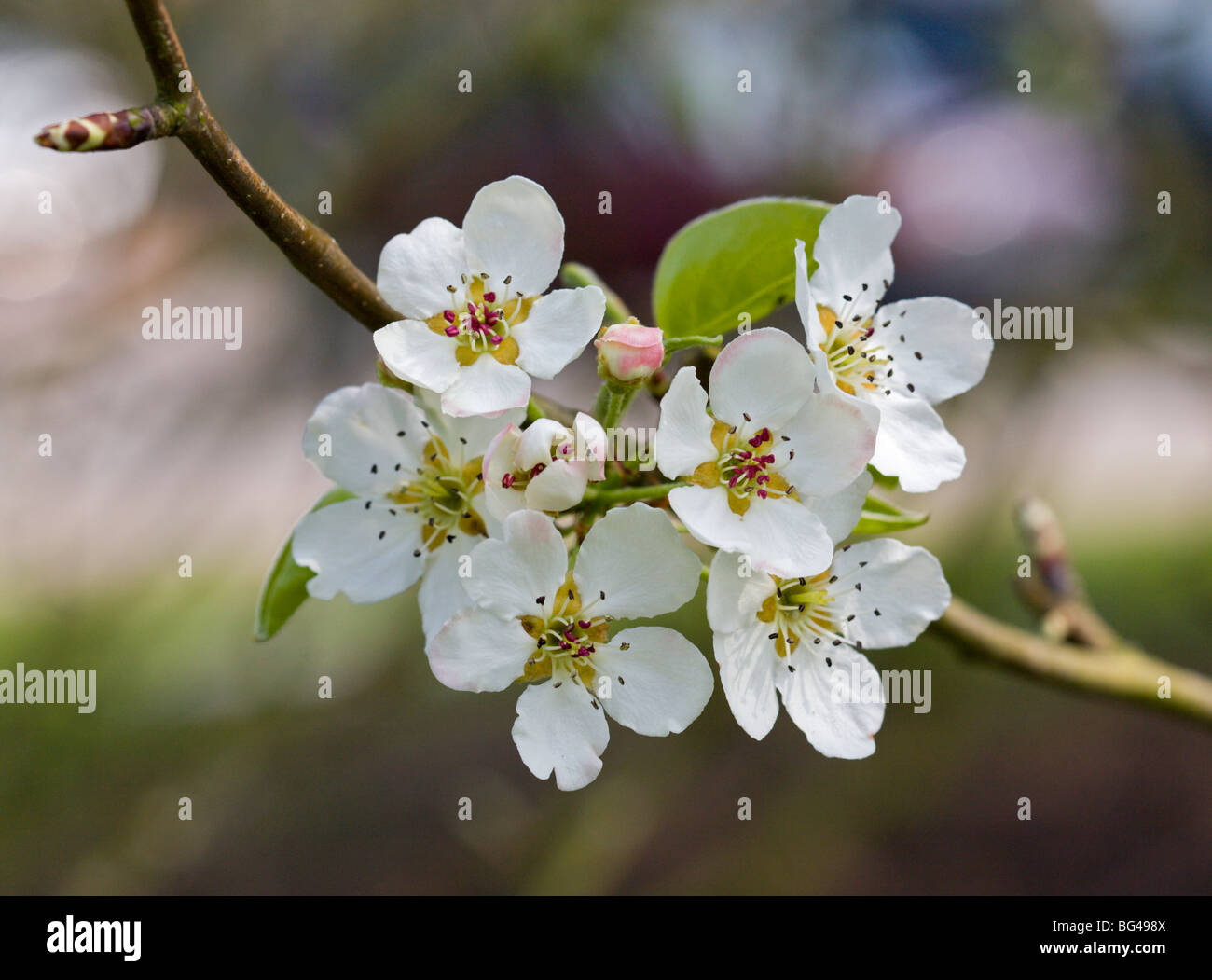 Pyrus caucasica hi-res stock photography and images - Alamy