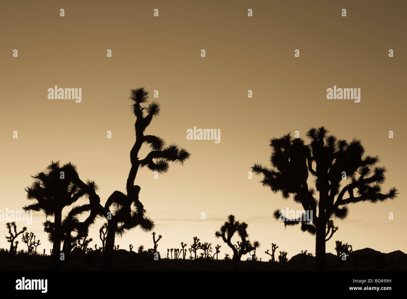 USA, California, Joshua Tree National Park, Joshua Tree, yucca ...