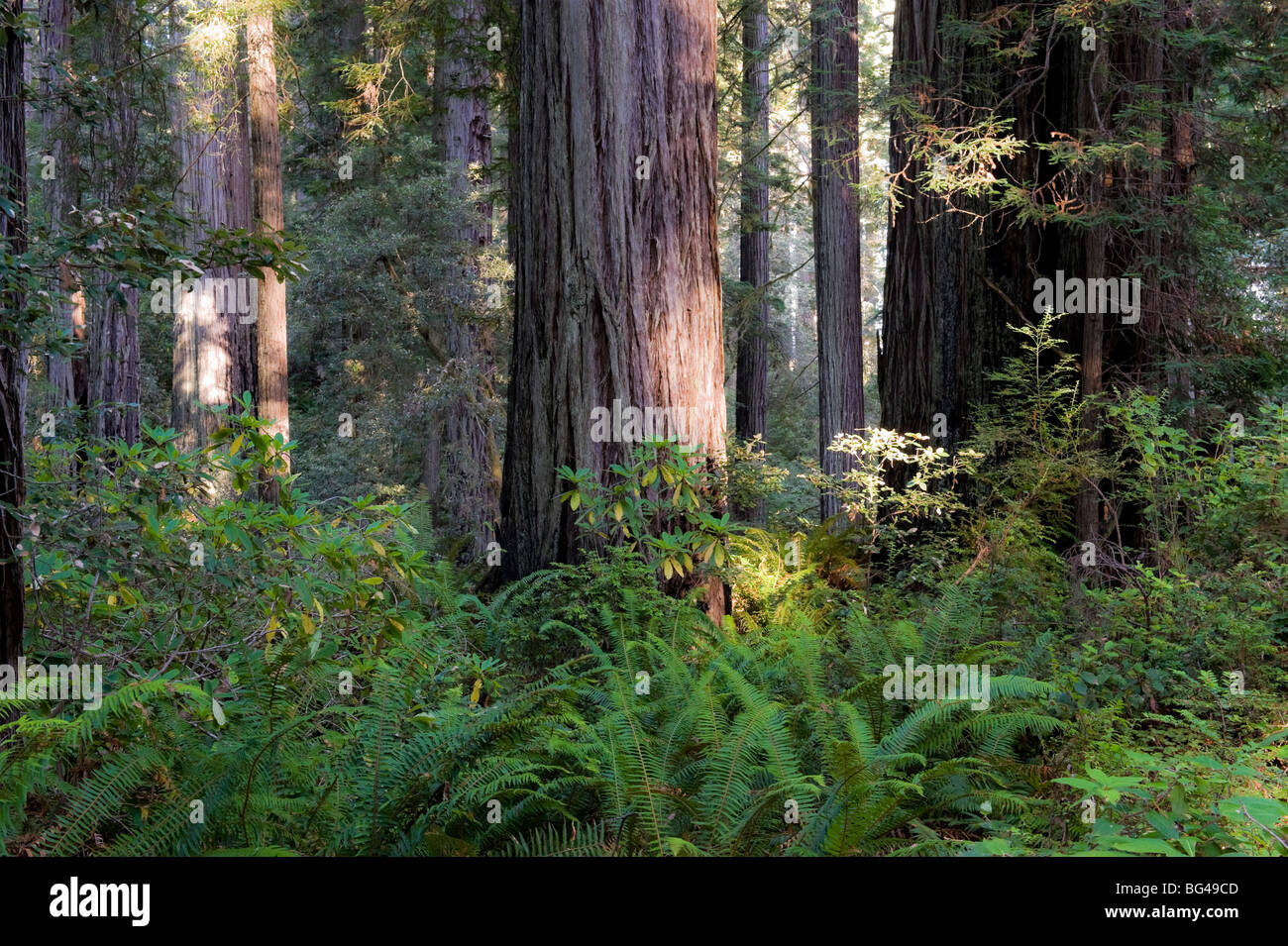 USA, California, Redwood National Park, Redwood Tree Forest Stock Photo - Alamy