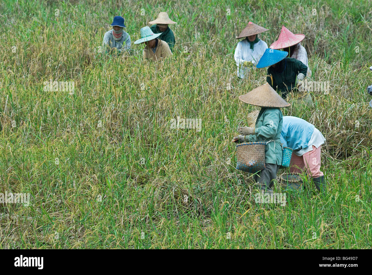 Women picking rice, Serian, Sarawak, Malaysian Borneo, Malaysia ...
