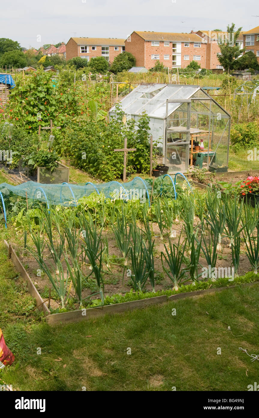Allotment plots showing greenhouses, raised beds and netting protecting ...