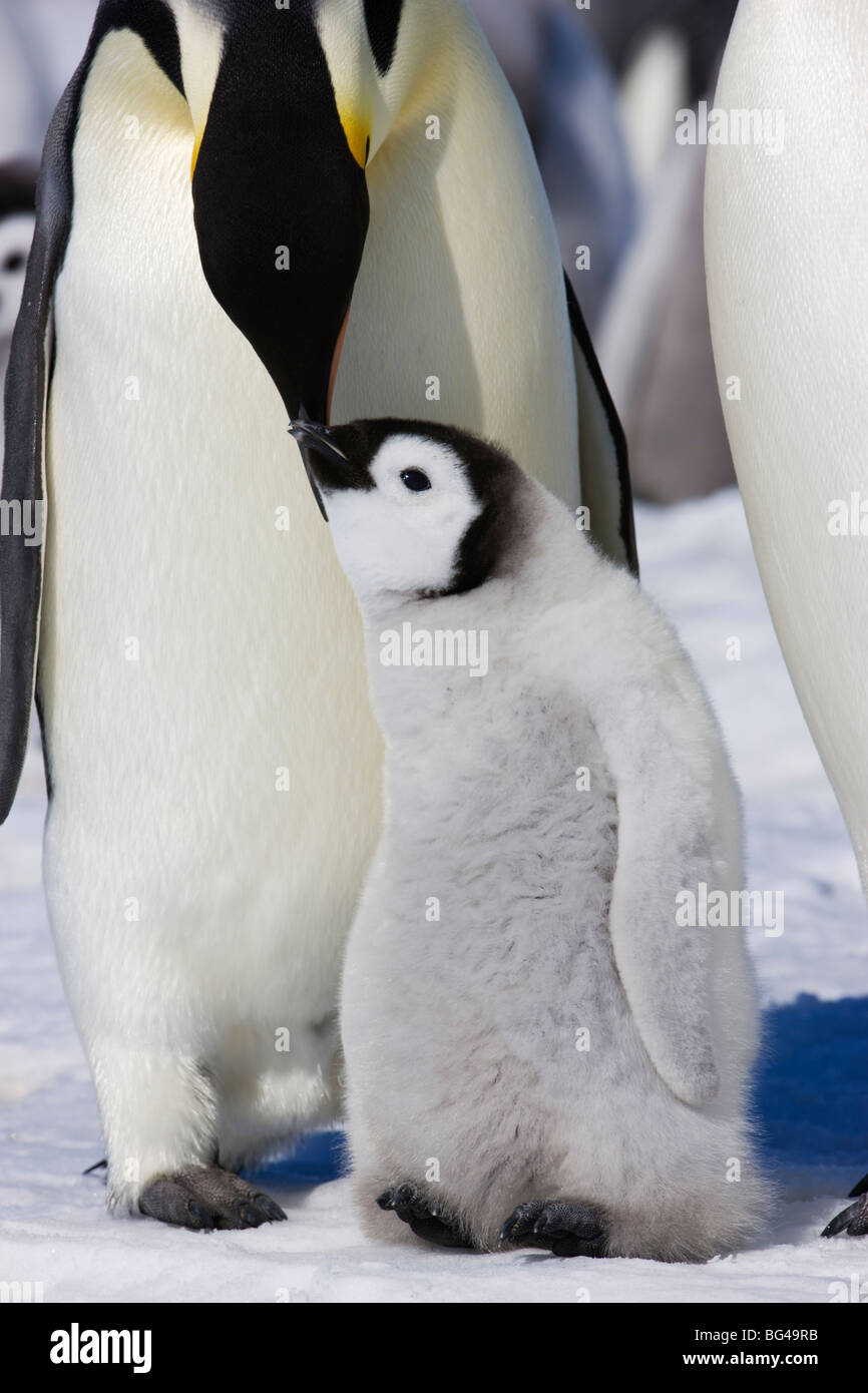 Mother baby emperor penguin hi-res stock photography and images - Alamy