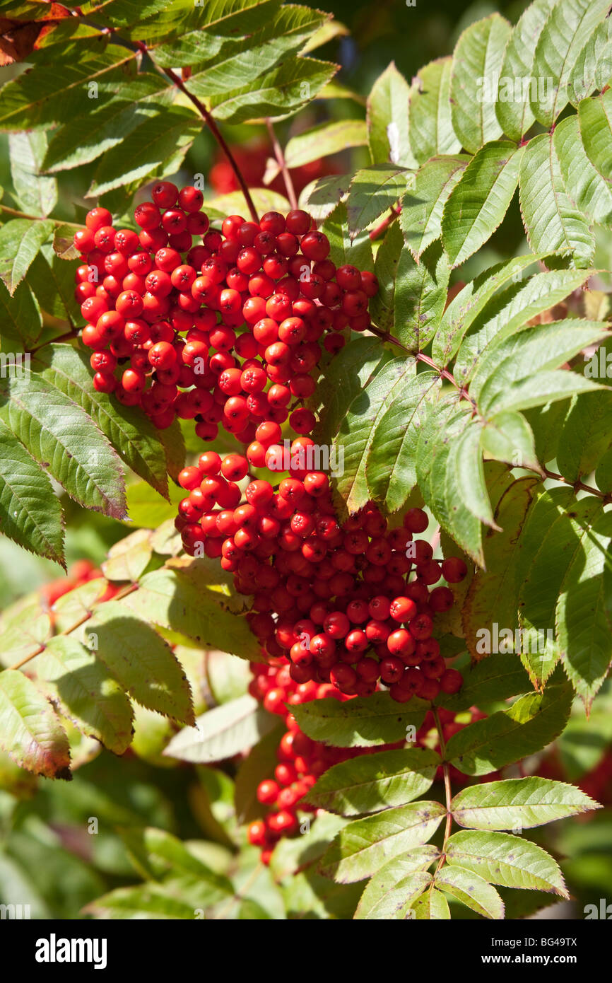 Sorbus Aucuparia Autumn Red Leaves Stock Photos & Sorbus Aucuparia ...