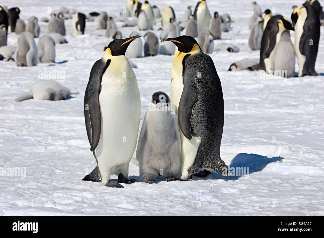 Baby penguin close up hi-res stock photography and images - Alamy