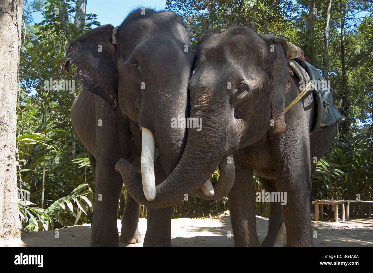 Brother and sister elephants linking trunks in affection, Kumily ...
