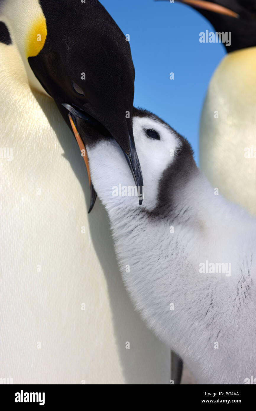 Emperor Penguin Food