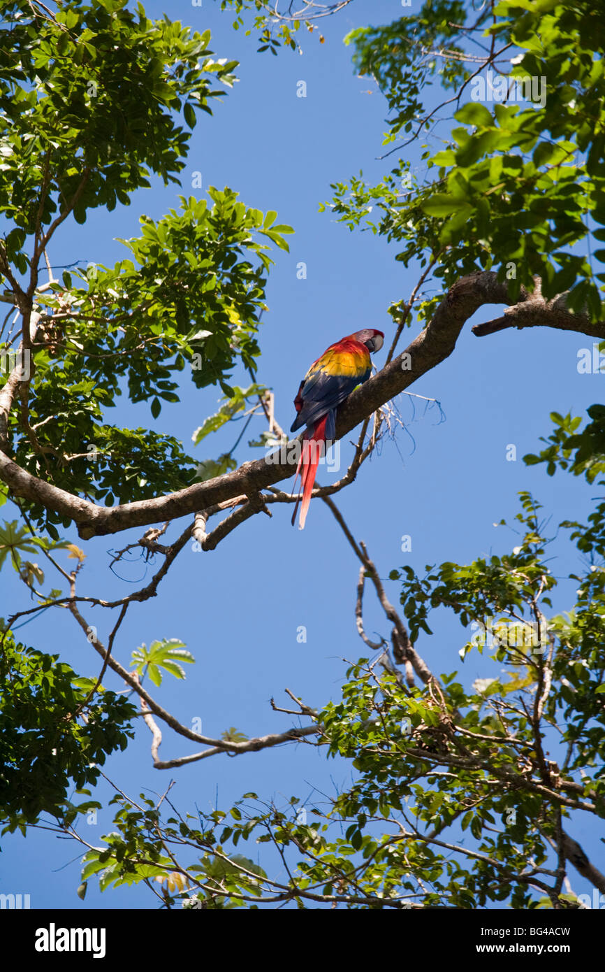 Birds of honduras hi-res stock photography and images - Alamy