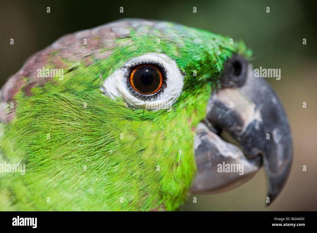 Honduras, Bay Islands, Roatan, Green parrot Stock Photo - Alamy