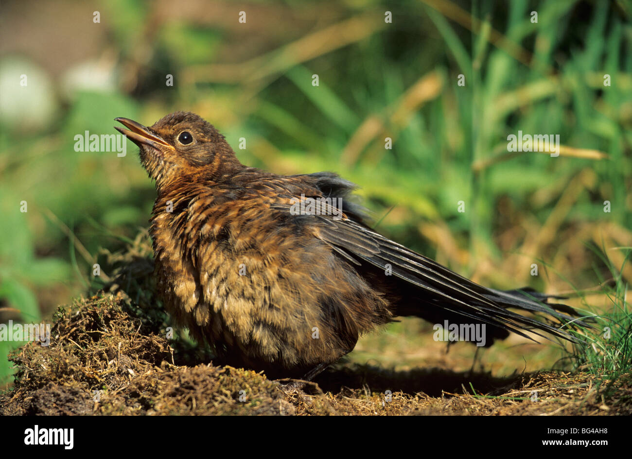 Song thrush bird bath hi-res stock photography and images - Alamy