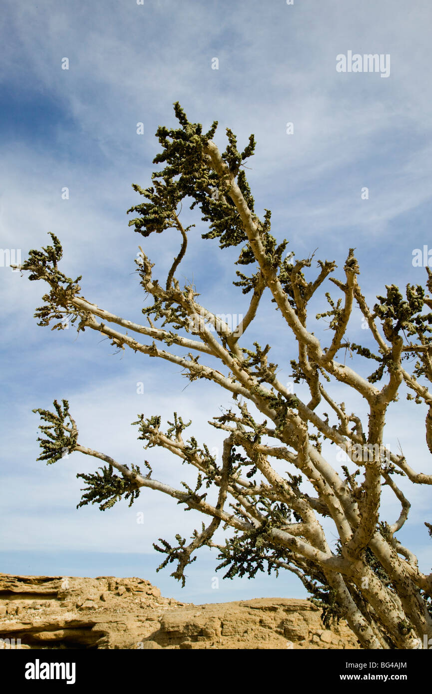 Boswellia sacra tree hi-res stock photography and images - Alamy