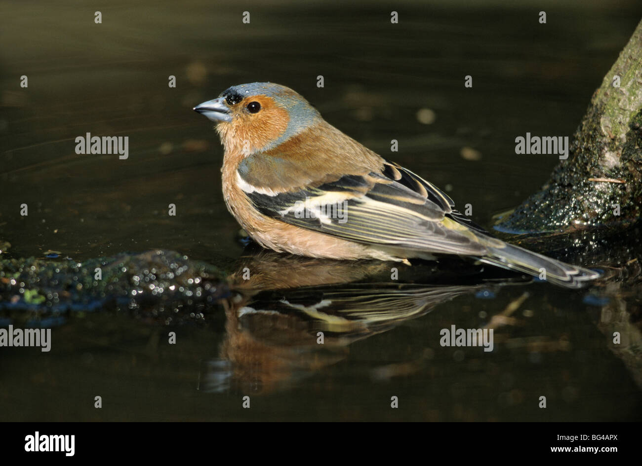 Chaffinchs hi-res stock photography and images - Alamy