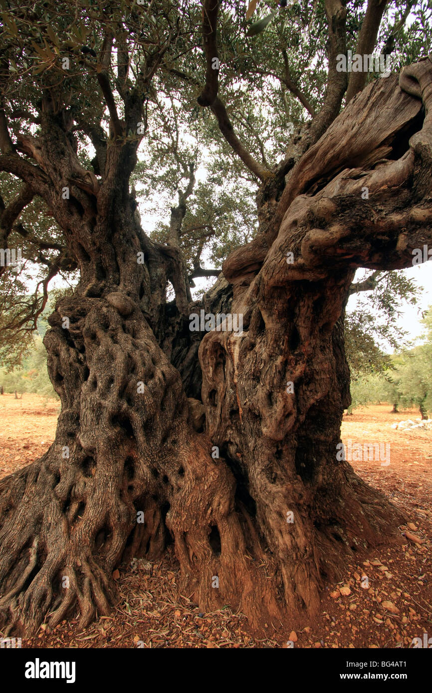 Israel upper galilee olive tree hi-res stock photography and images - Alamy