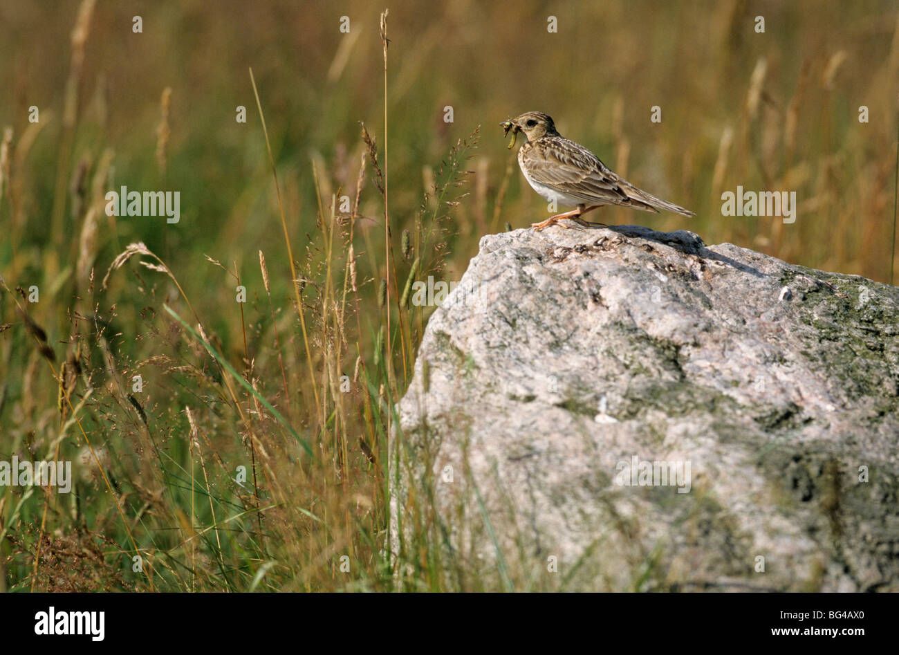 Field larks hi-res stock photography and images - Alamy