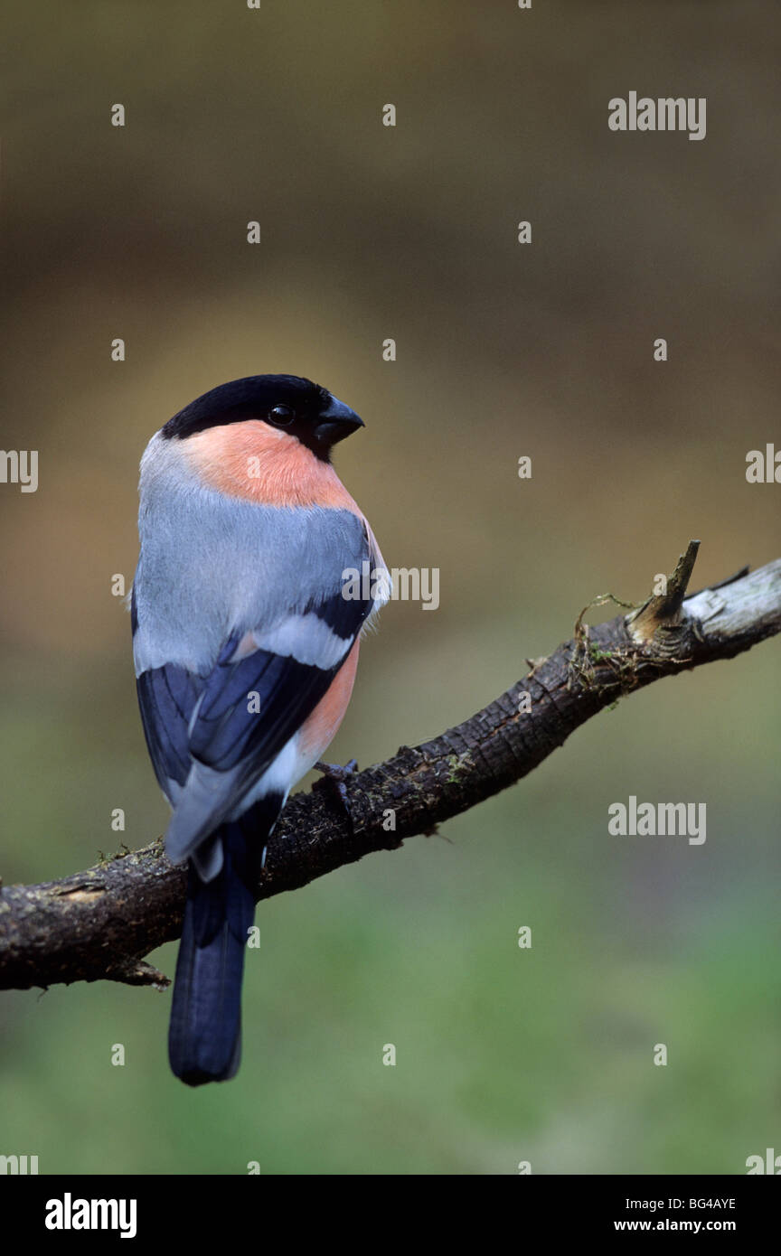 bullfinch, male , pyrrhula pyrrhula Stock Photo - Alamy