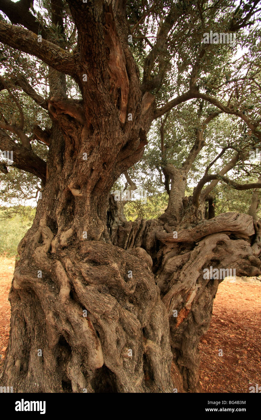 Israel upper galilee olive tree hi-res stock photography and images - Alamy