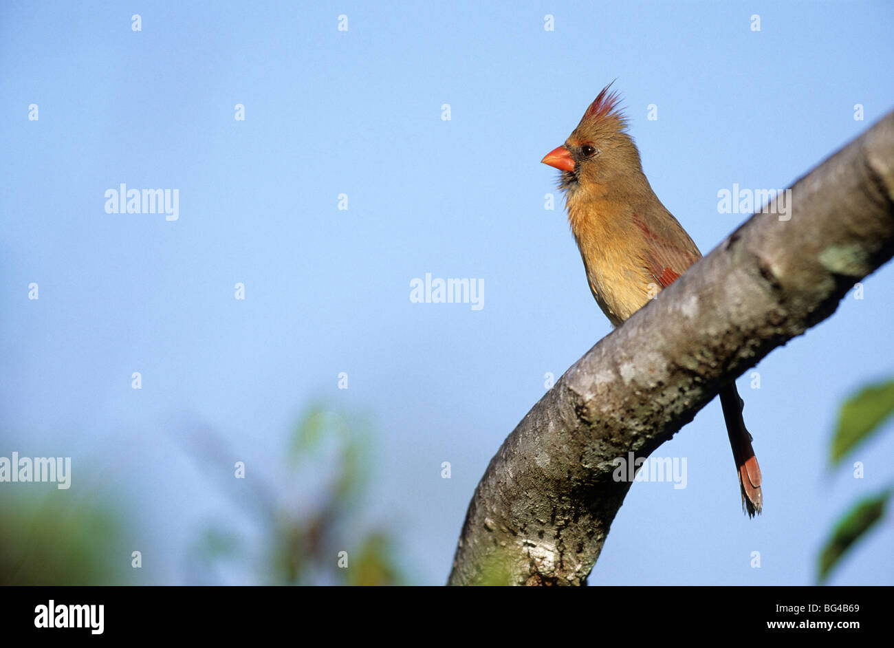 common cardinal, female , cardinalis cardinalis Stock Photo - Alamy