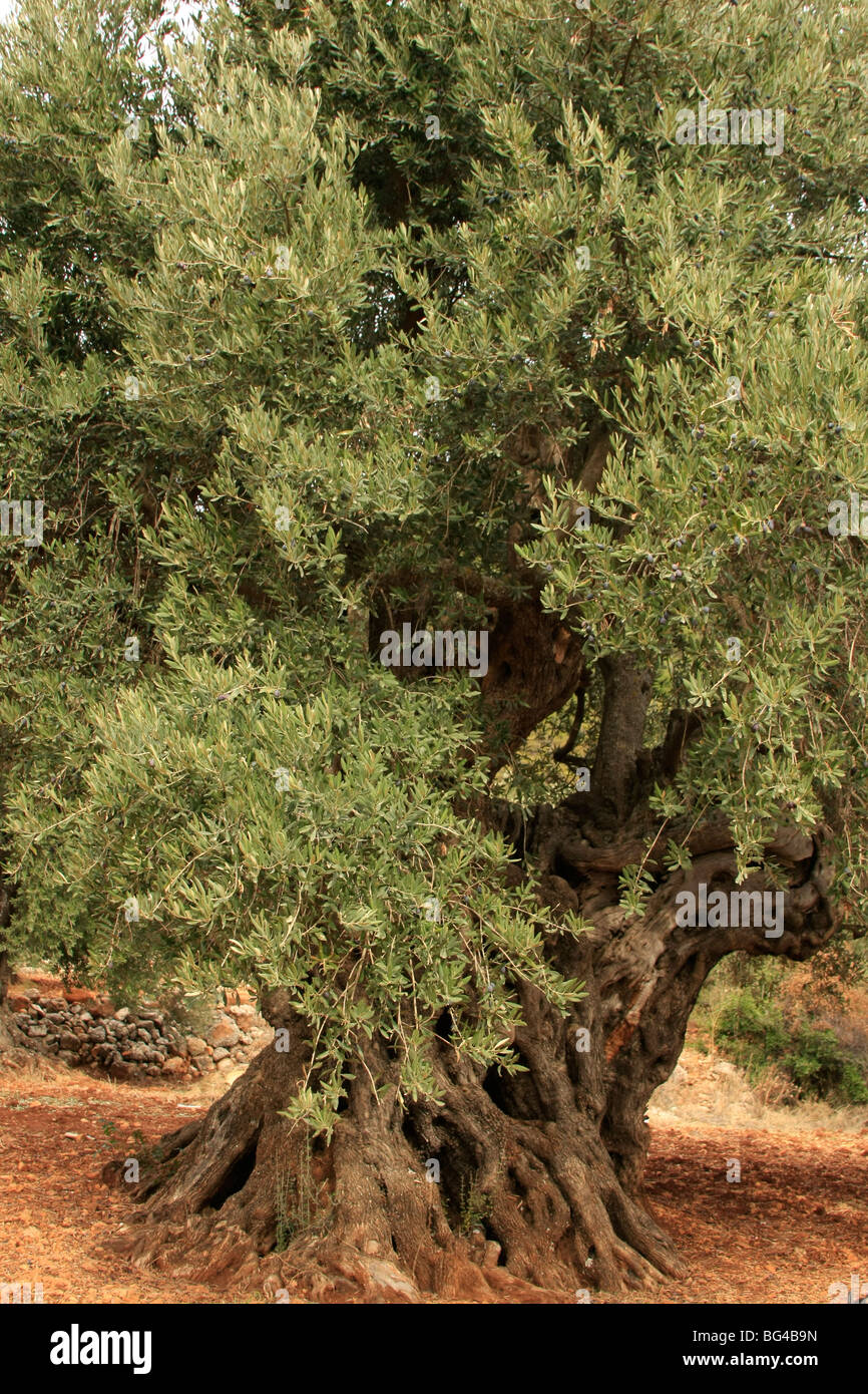 Israel, Upper Galilee, Olive tree in Ein el Assad Stock Photo - Alamy