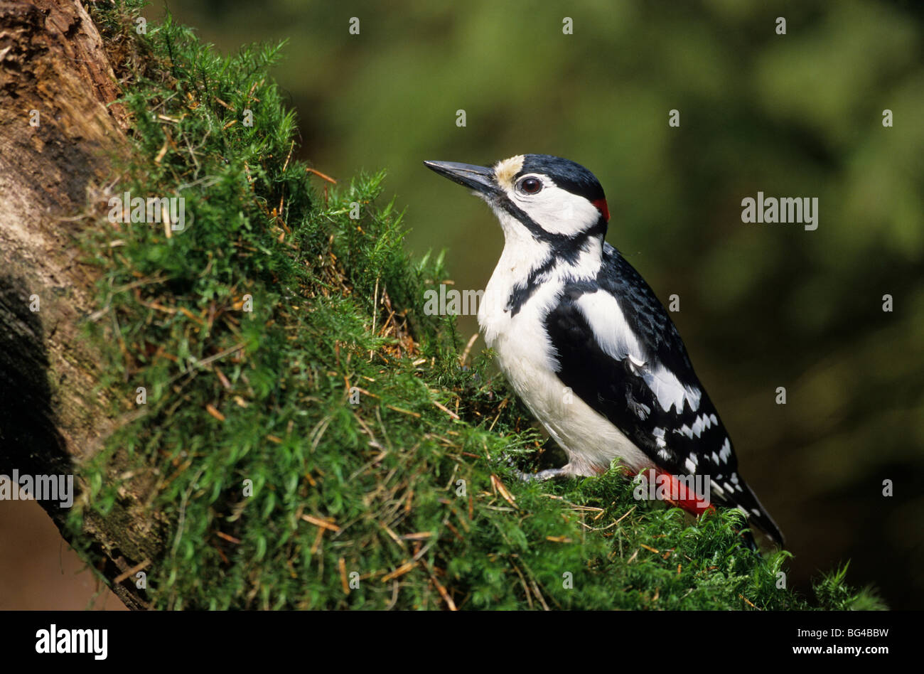 great spotted woodpecker, male , dendrocopus major, picoides major ...