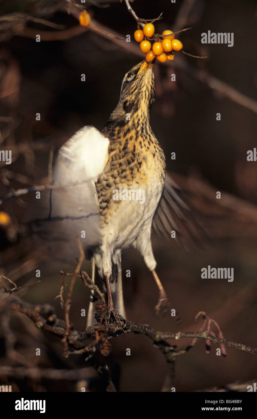 Fieldfare turdus pilaris flock hi-res stock photography and images - Alamy