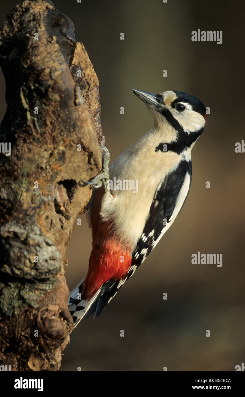 great spotted woodpecker, male , dendrocopus major, picoides major ...