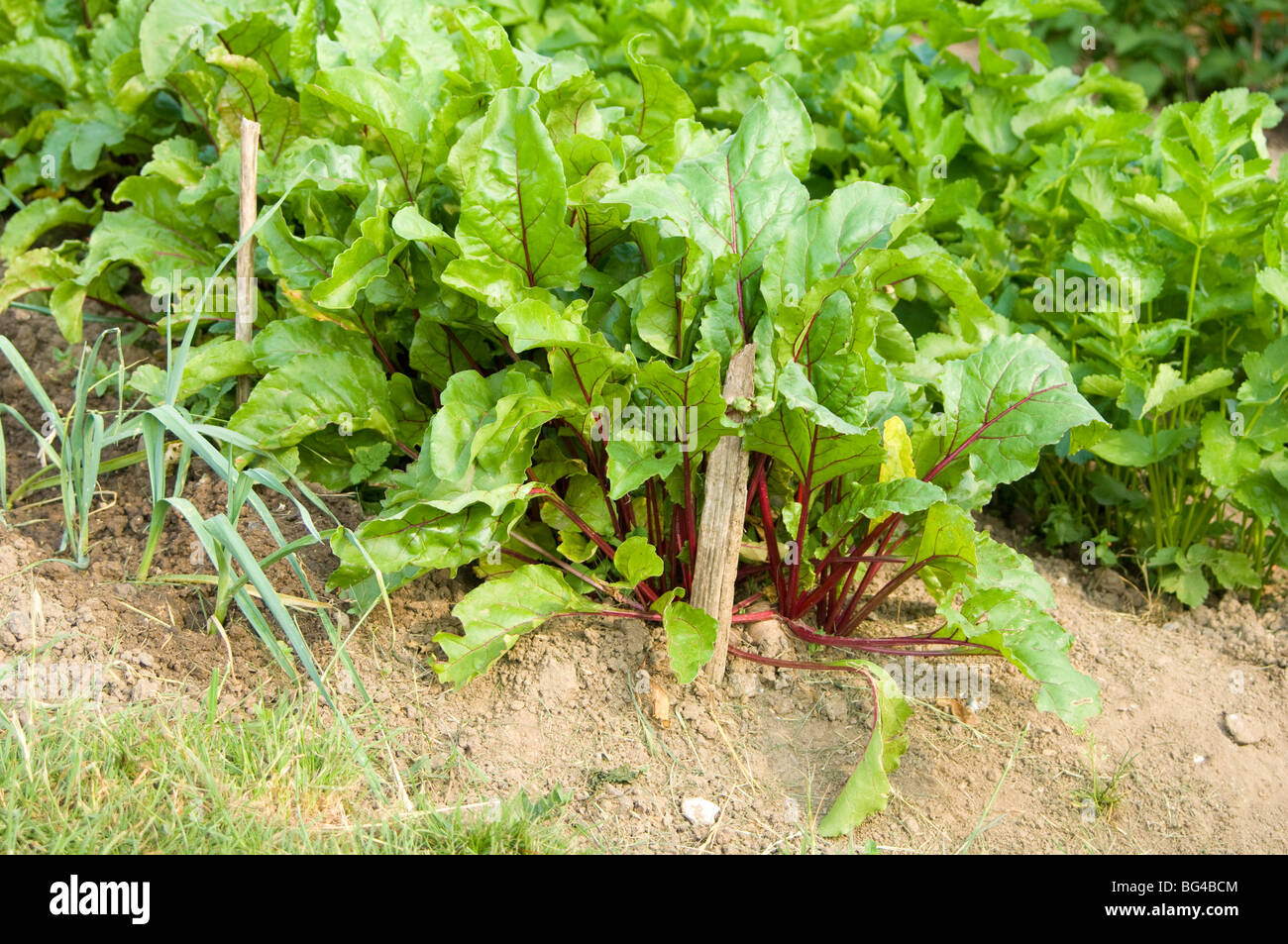 Row of young beetroot plants growing through the soil on an allotment ...