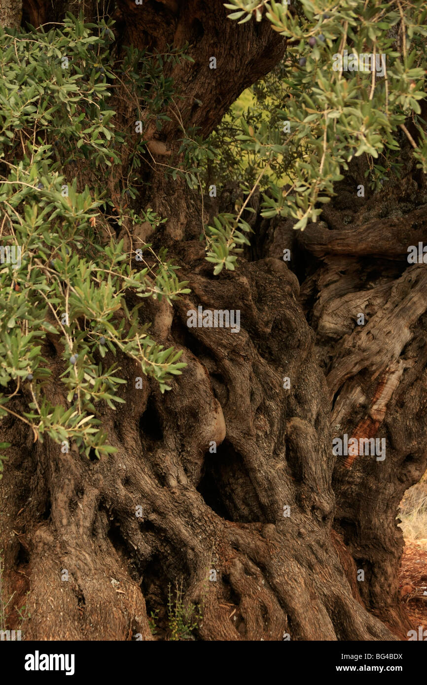 Israel upper galilee olive tree hi-res stock photography and images - Alamy