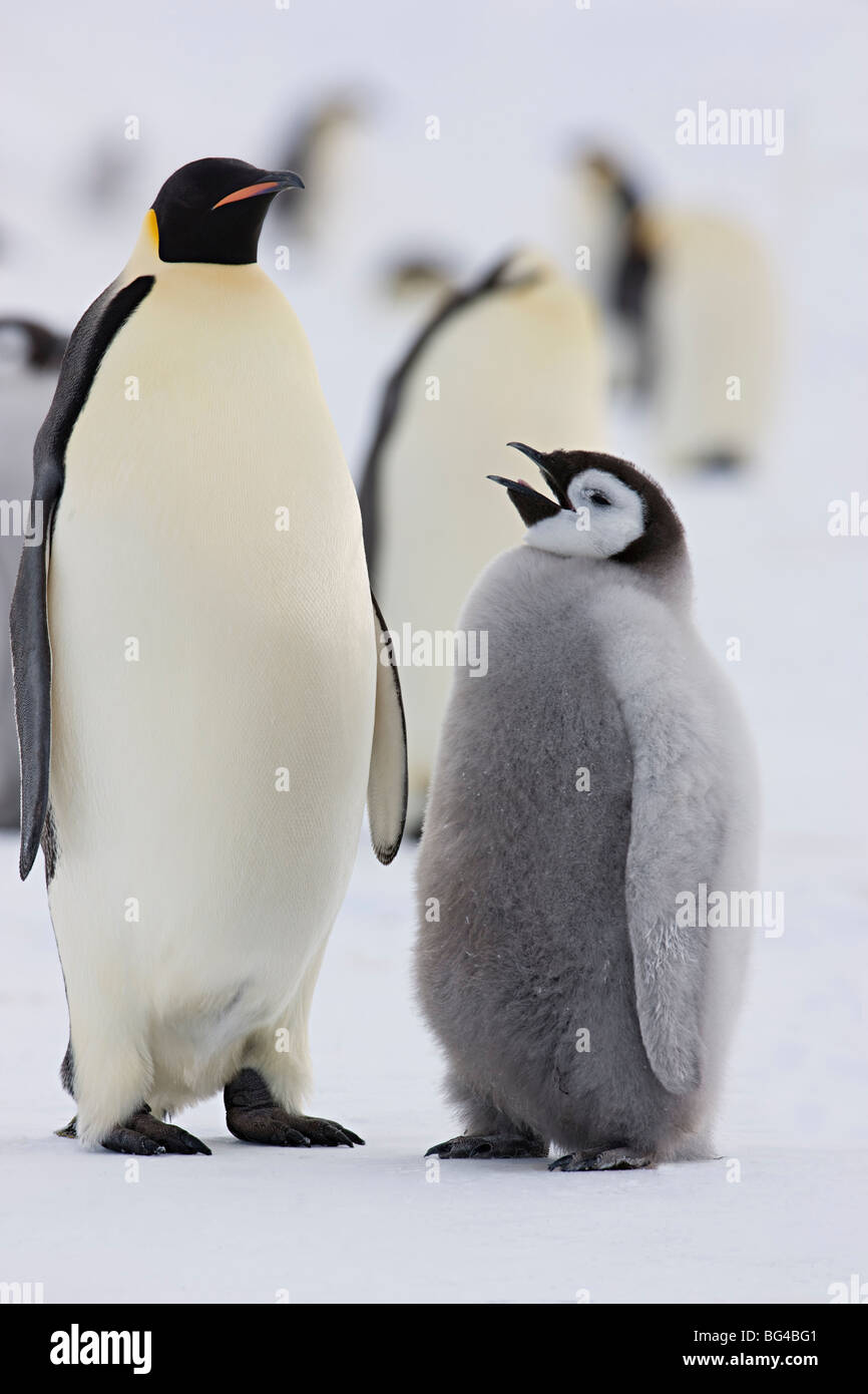 Emperor Penguin Chick Creche