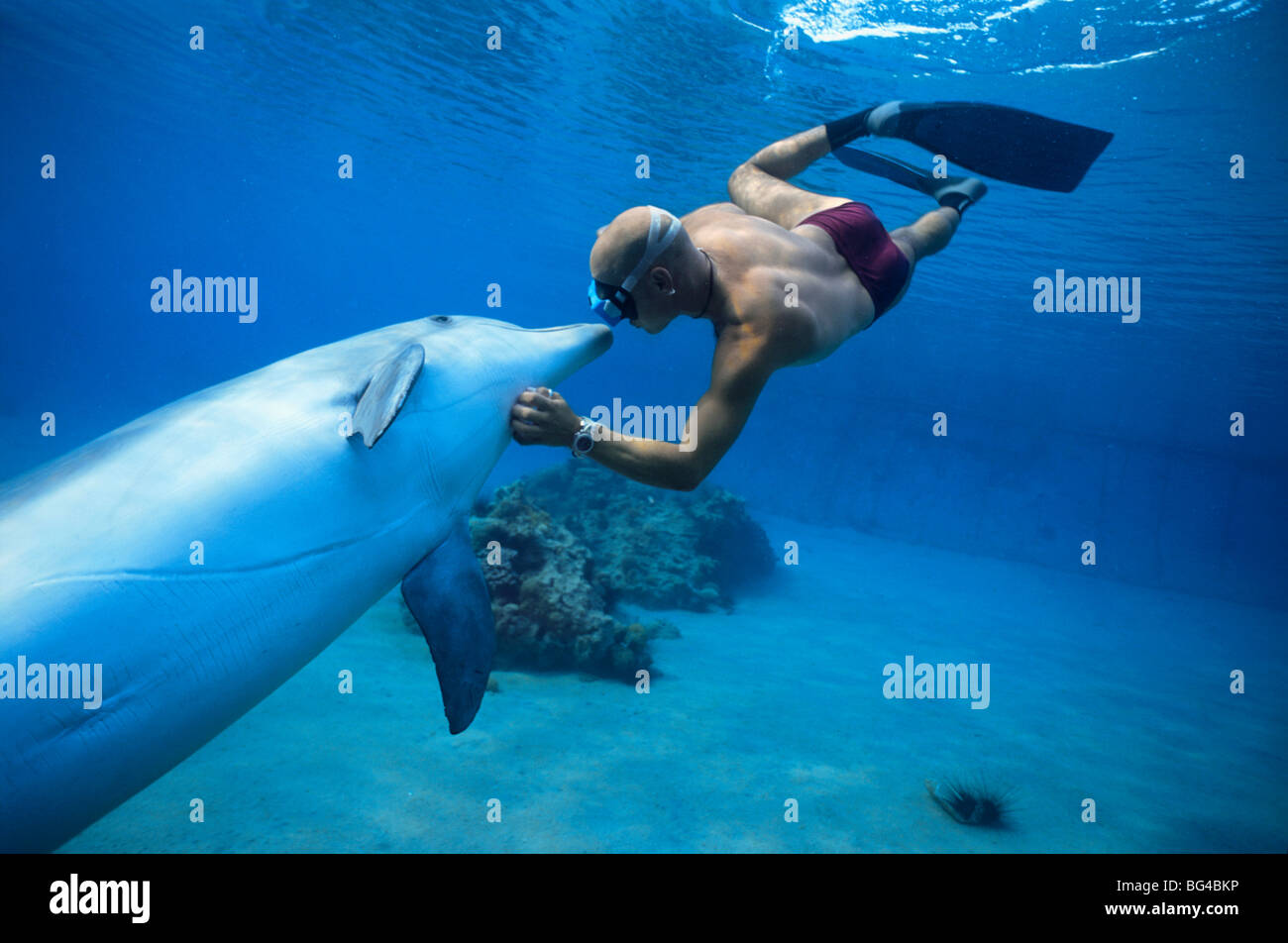 Dolphin trainer kissing and scratching Bottlenose Dolphin (Tursiops ...