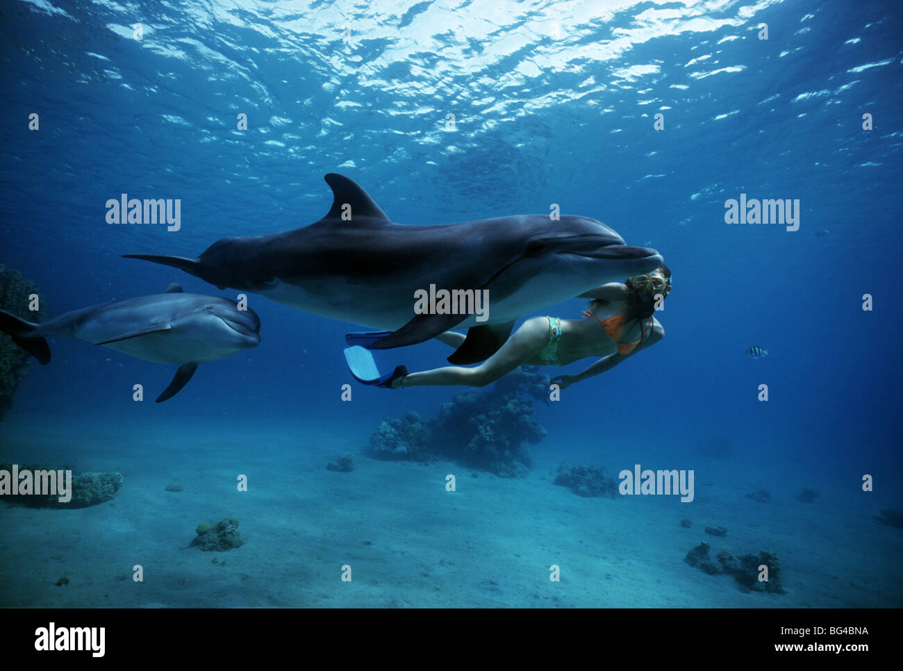 Dolphin helping calf hi-res stock photography and images - Alamy