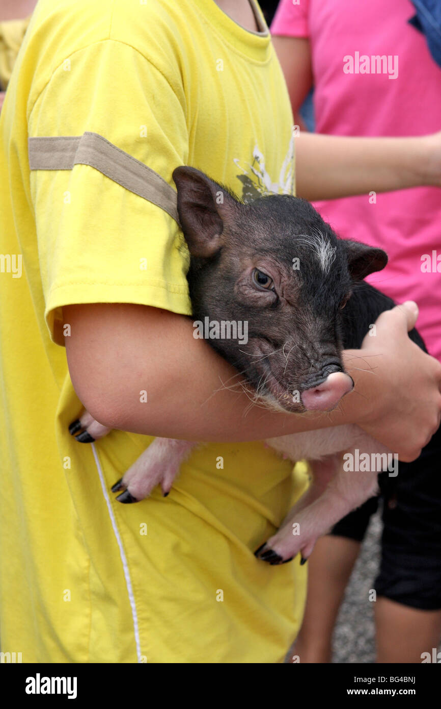 little pig in arms Stock Photo - Alamy