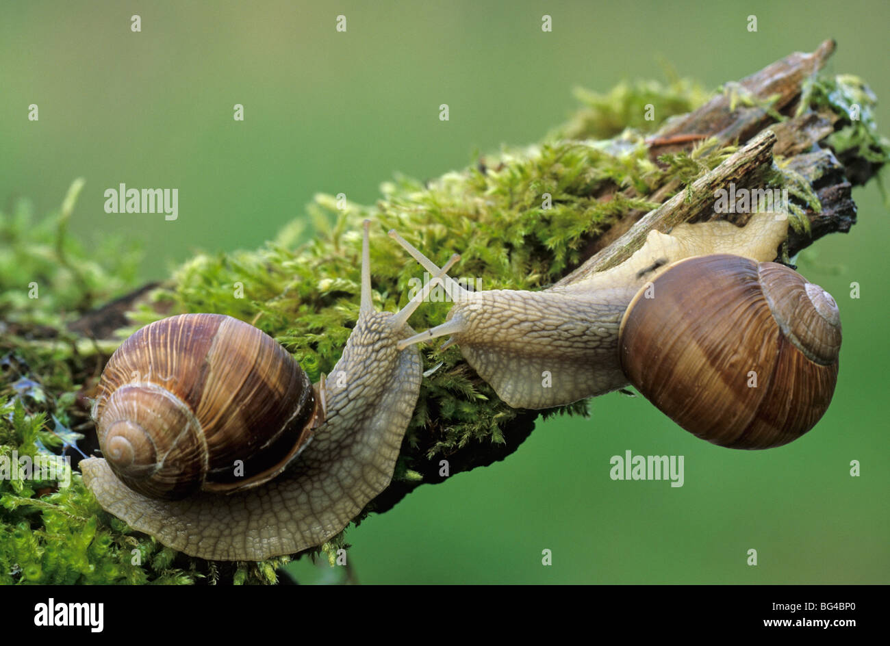 edible snail , helix pomatia Stock Photo - Alamy