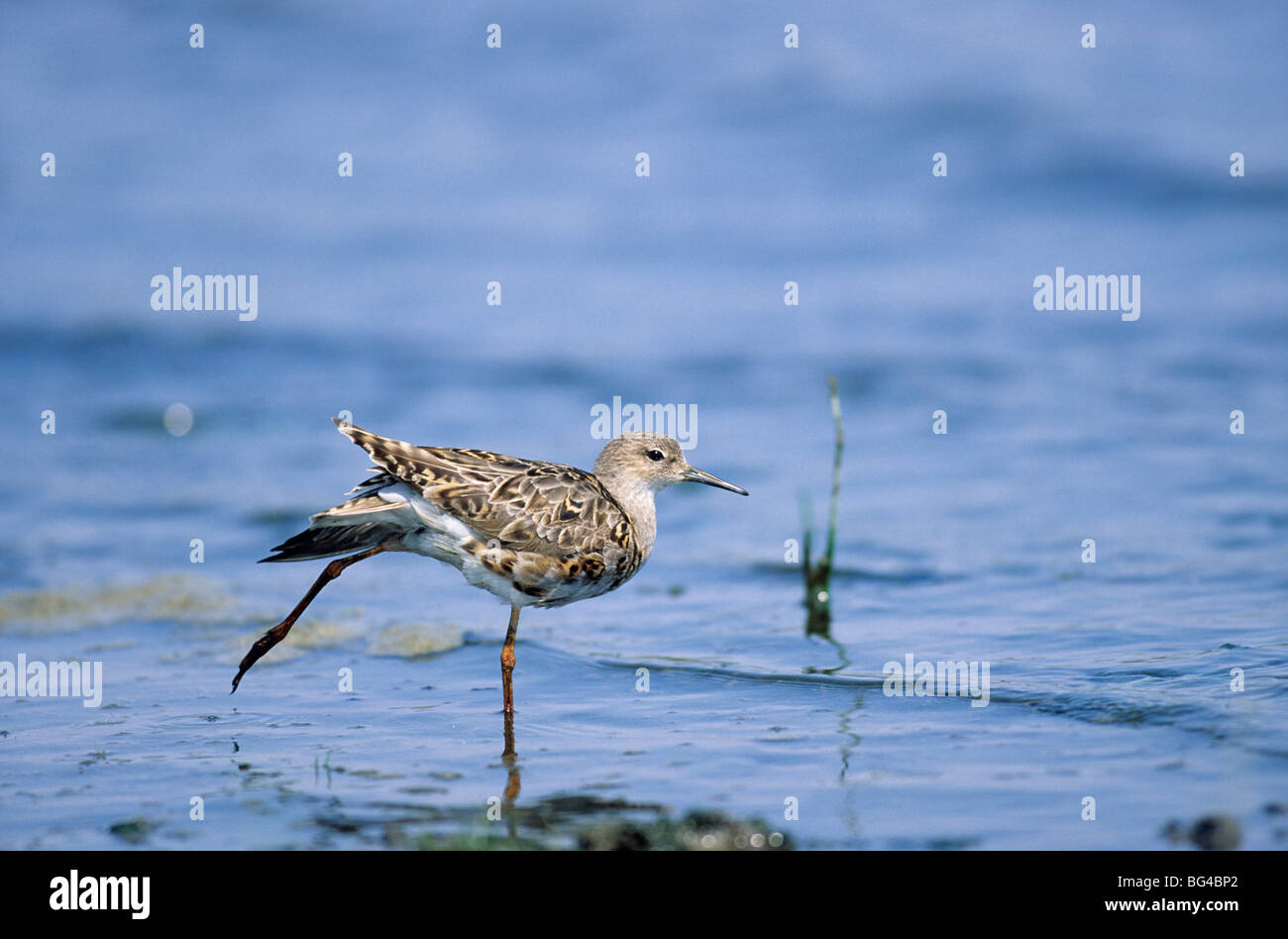 Male ruffs hi-res stock photography and images - Alamy