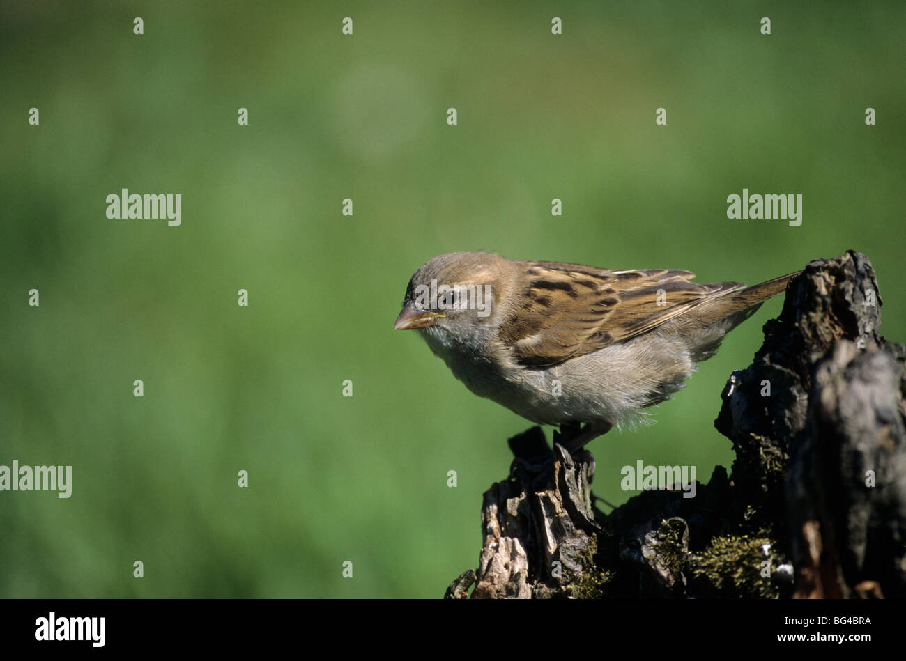 Immature House Sparrow High Resolution Stock Photography and Images - Alamy