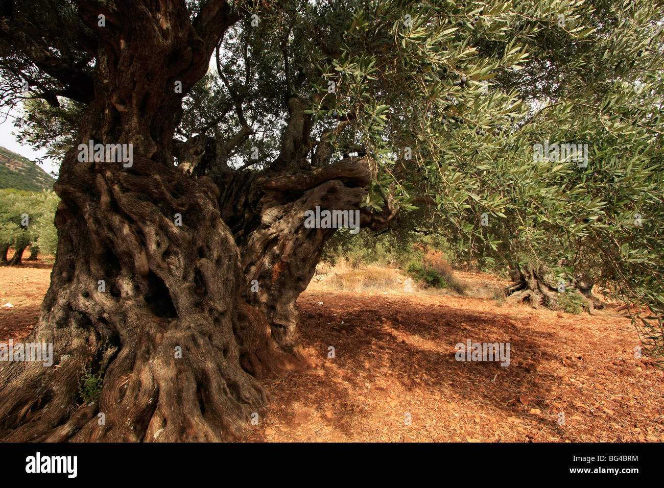 Israel, Upper Galilee, Olive tree in Ein el Assad Stock Photo - Alamy